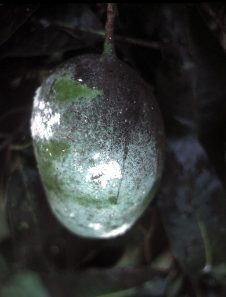 Mango Pests and Diseases: Symptoms and Control Guide - CABI ...