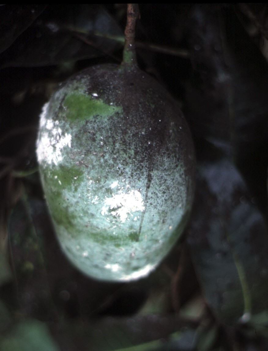 Mango Pests and Diseases: Symptoms and Control Guide - CABI ...