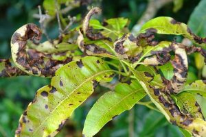 Mango Disorders That Affect Yields