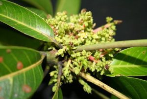 Mango Pests and Diseases: Symptoms and Control Guide - CABI ...