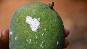 Mango Pests and Diseases: Symptoms and Control Guide - CABI ...
