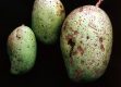 Mango Pests and Diseases: Symptoms and Control Guide - CABI ...