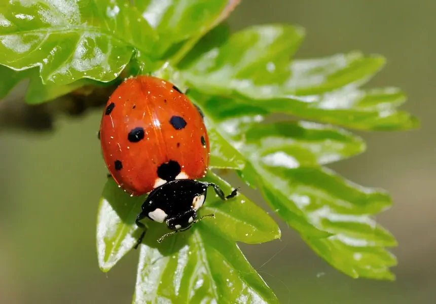 Biological pest control: Beginners guide