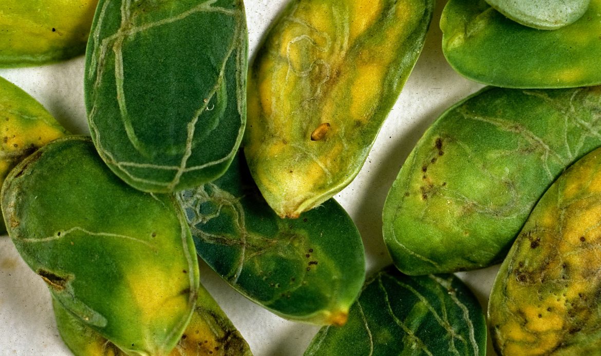 Bean fly control and prevention