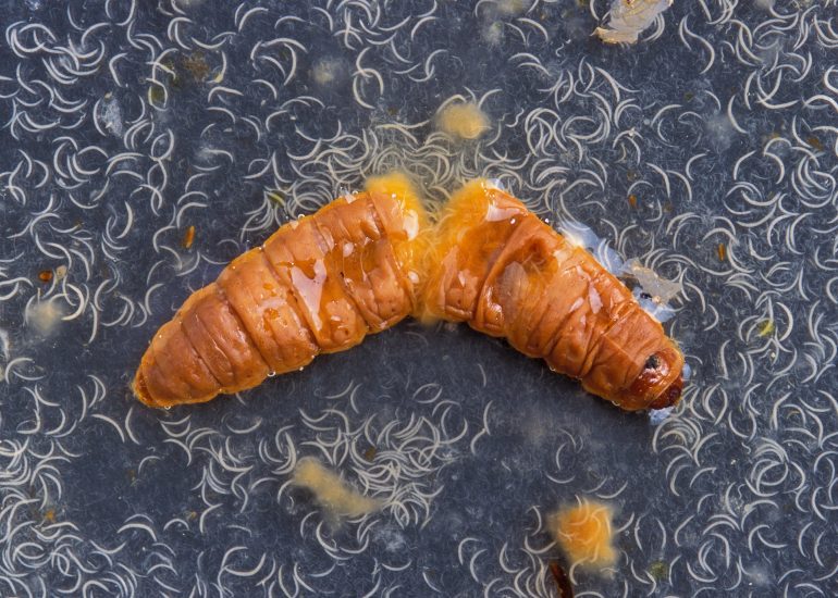 Biocontrol agents: types and examples