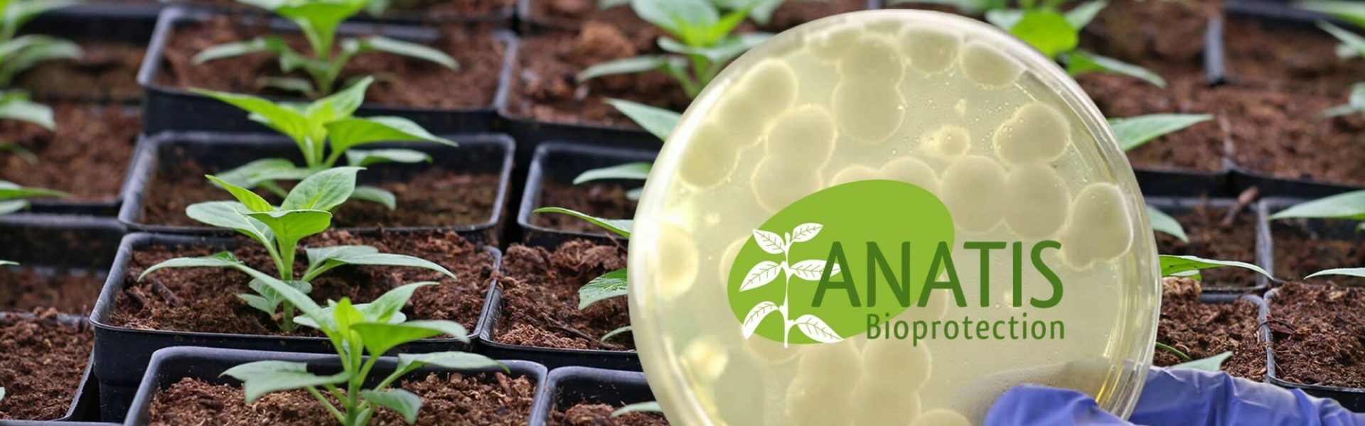 Anatis bioprotection join CABI BiopProtection Portal