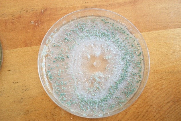 Trichoderma biocontrol agents: uses