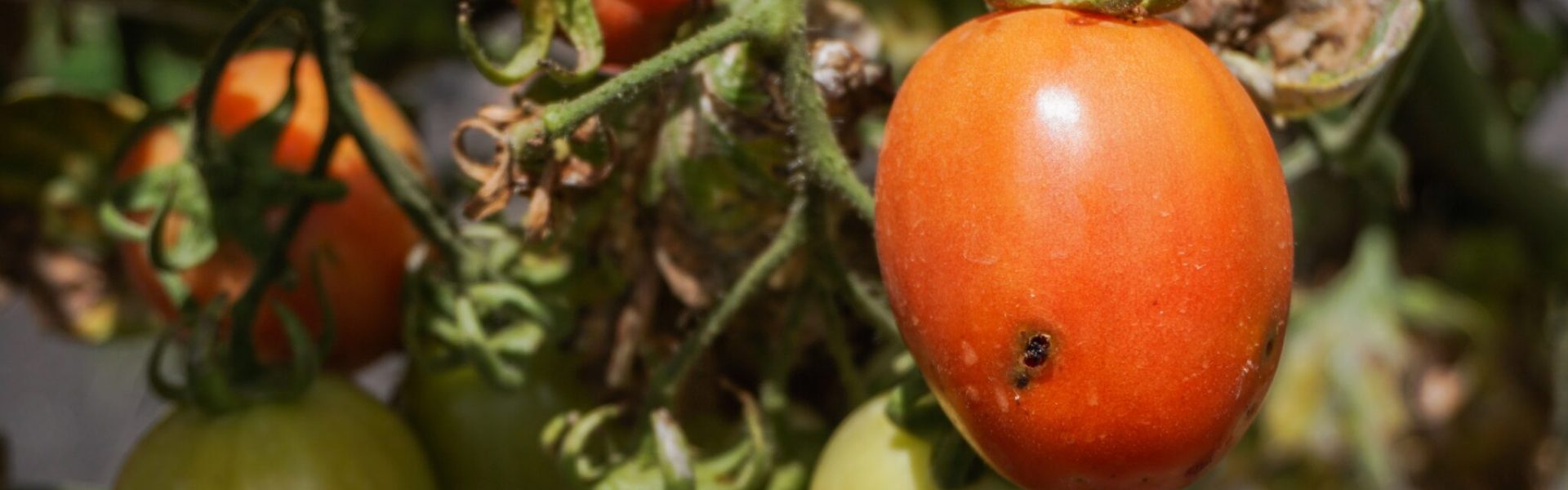 Tackling Tuta Absolute - CABI BioProtection Portal