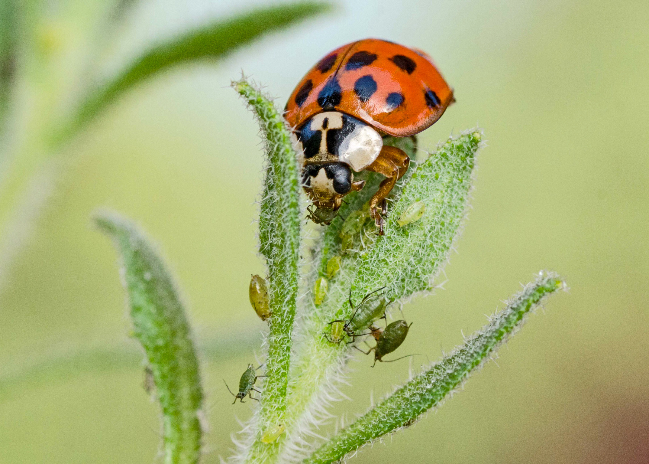 Fundamentos del biocontrol - CABI BioProtection Portal