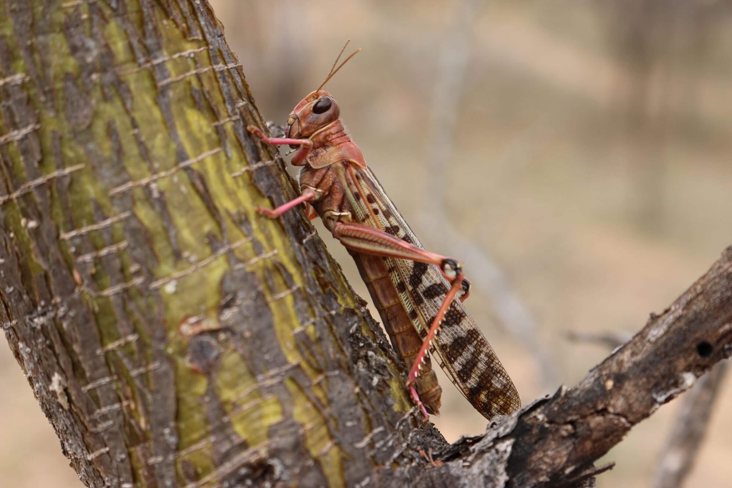Preventing locust pests with a fungal biopesticide | CABI BPP