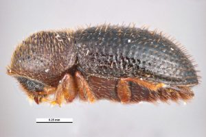 Biocontrol of coffee berry borer pest