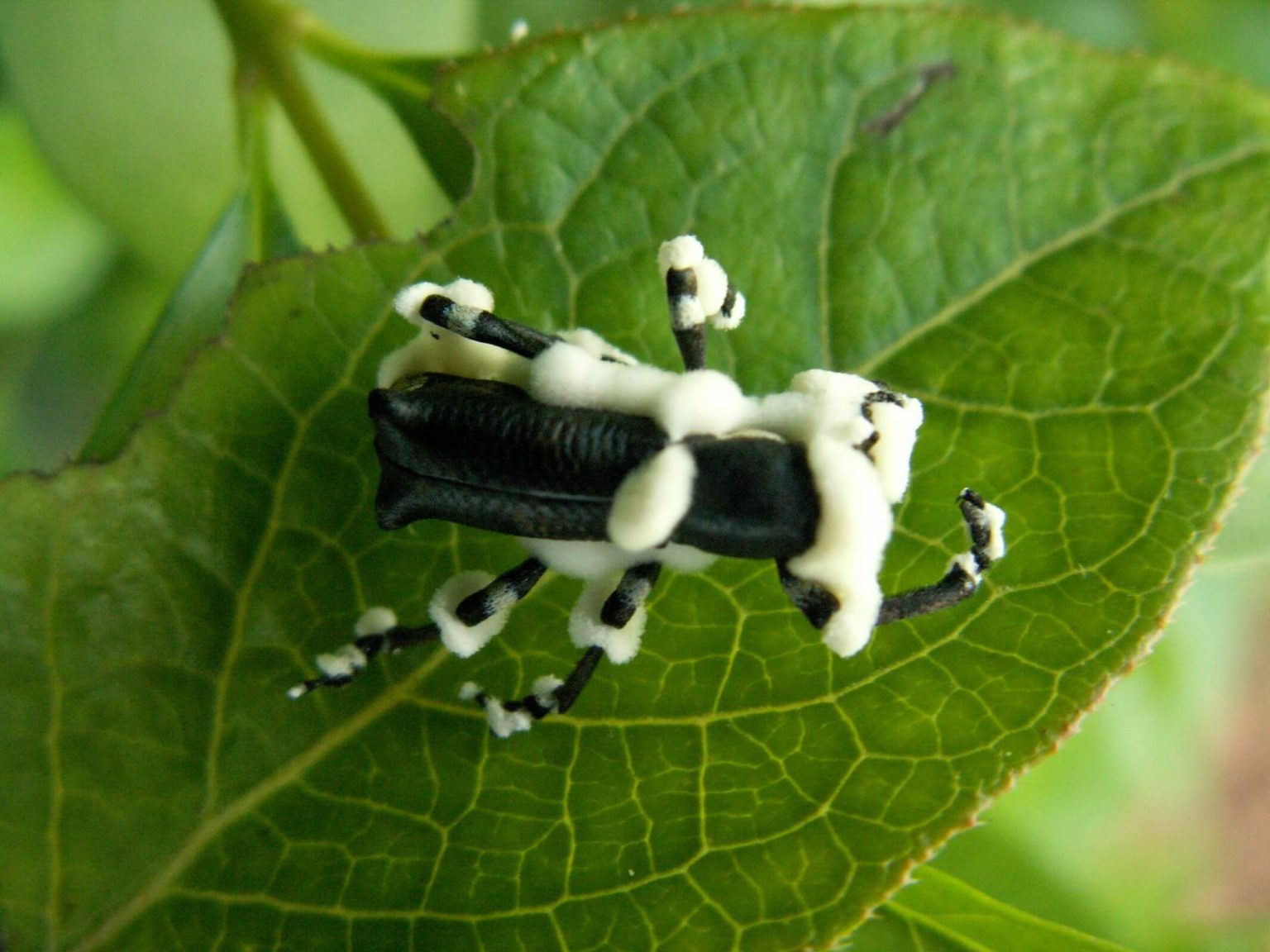 Cómo utilizar productos de biocontrol y biopesticidas