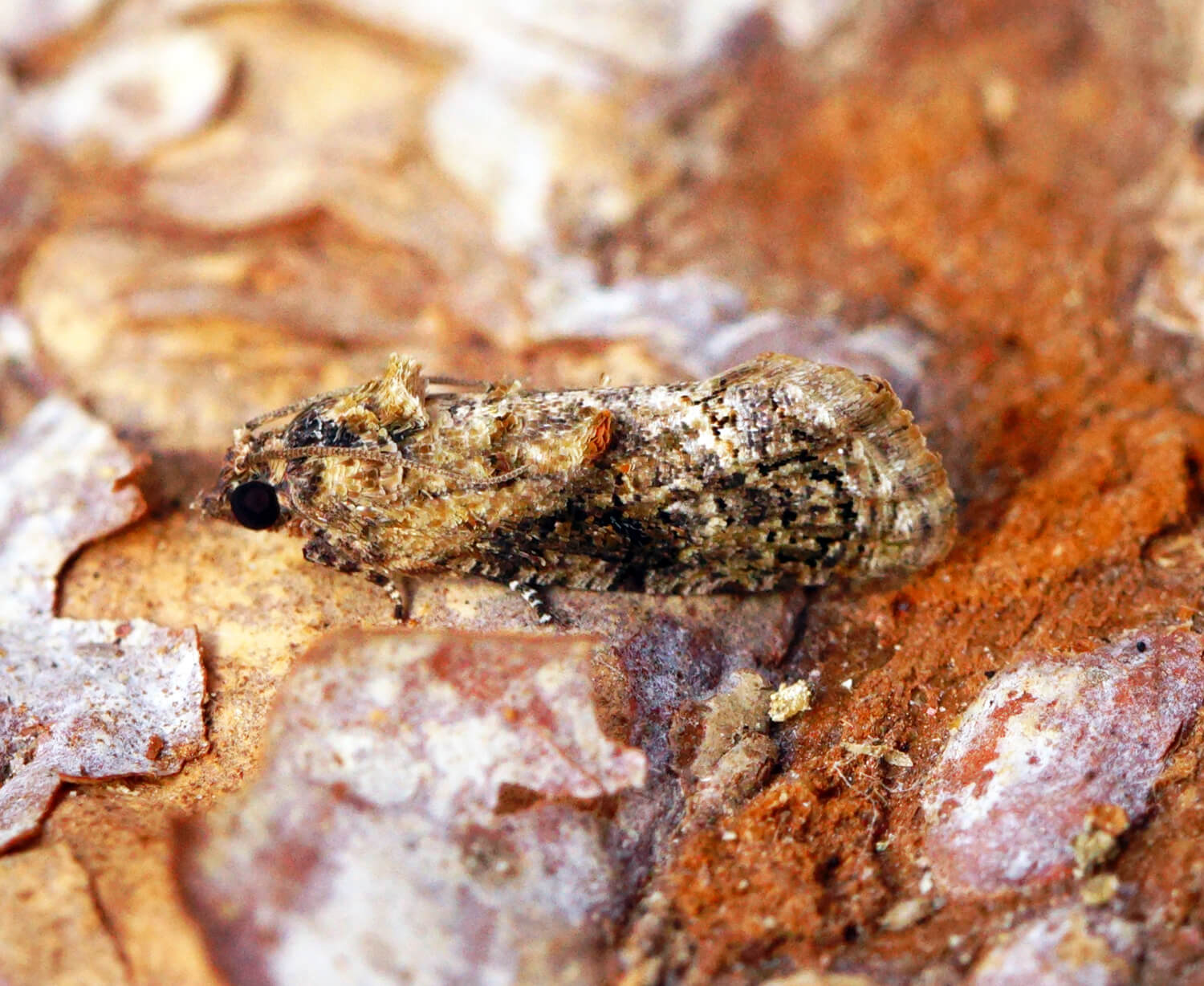 Biopesticides for False Codling Moth in South Africa | CABI BPP