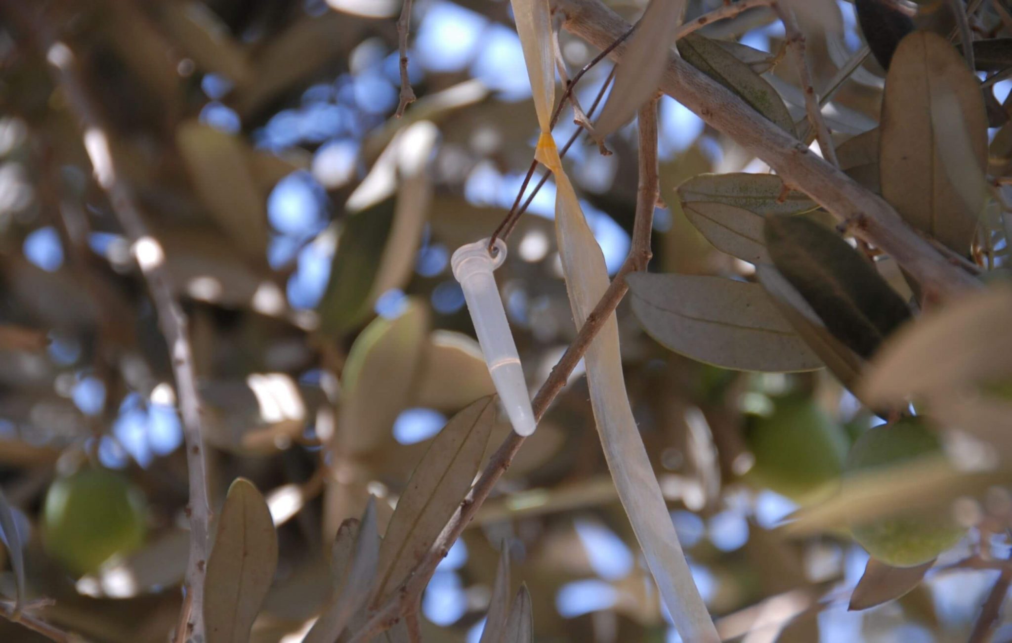 Semiochemicals: Different types and uses | CABI BPP