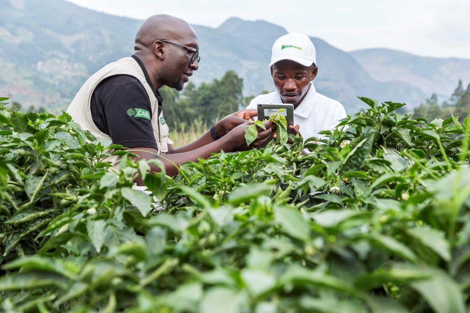 Chilli black thrip management needed for India's crops | CABI BPP