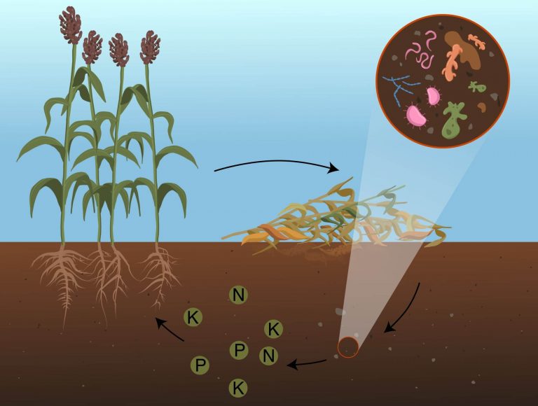 Soil health: Why it is important and how to protect it | CABI BPP