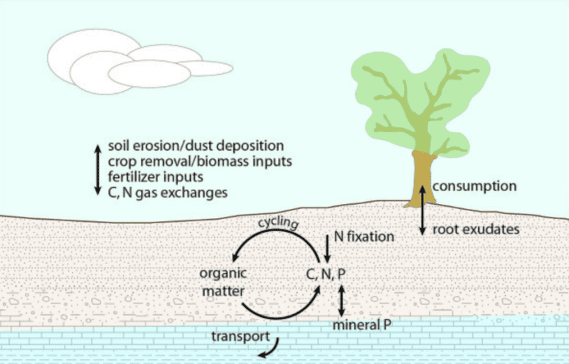 Soil health: Why it is important and how to protect it | CABI BPP