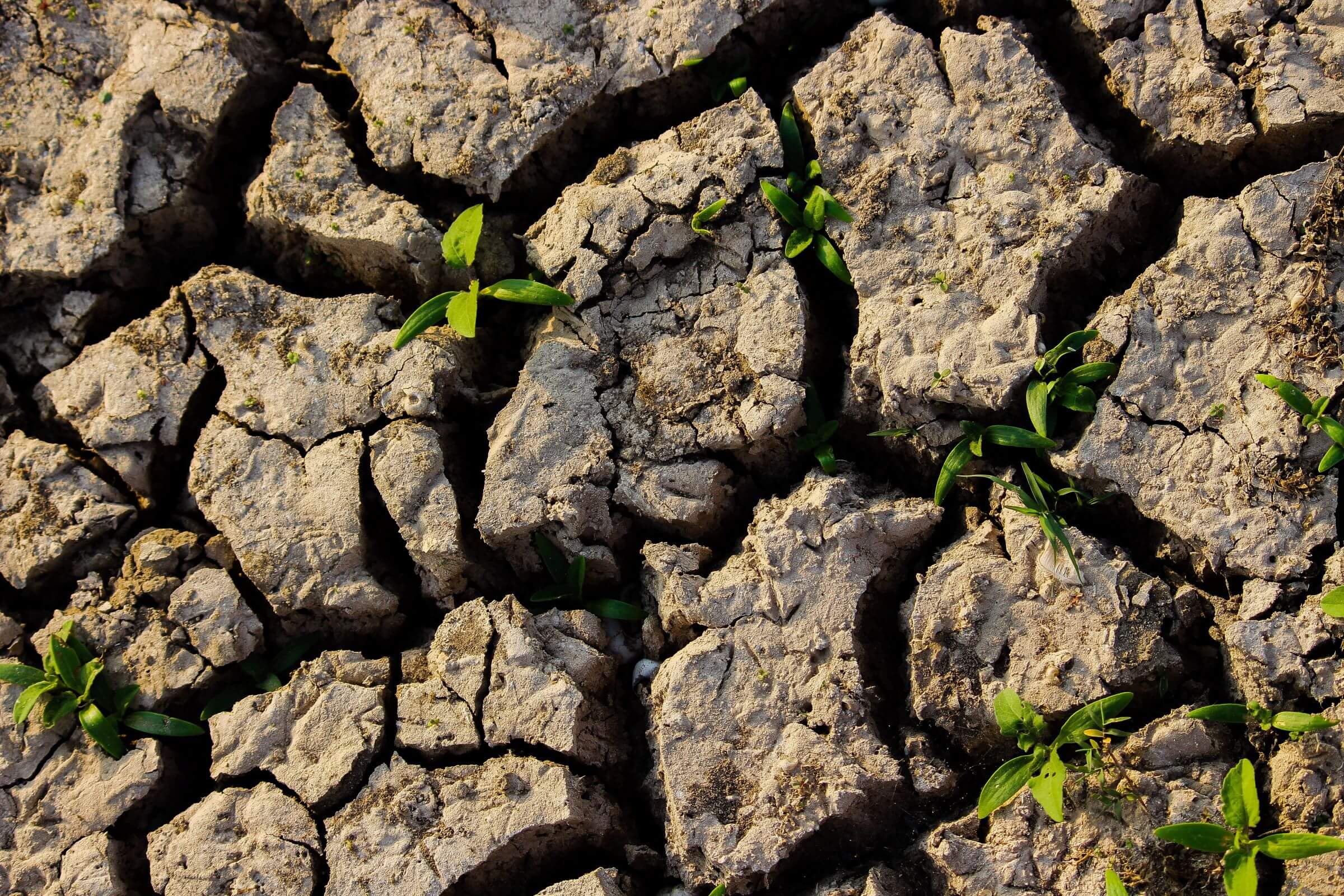 Soil health: Why it is important and how to protect it | CABI BPP