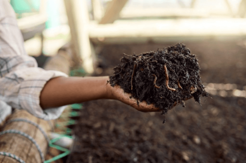 Soil health: Why it is important and how to protect it | CABI BPP