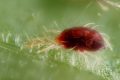 Dealing with Red Spider Mites: A Comprehensive Guide