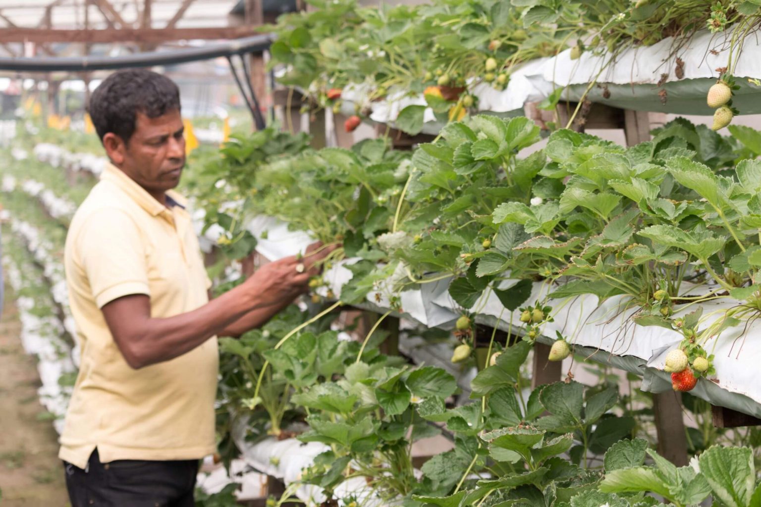 Trichoderma biocontrol agents: uses