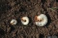 White Grubs: How to Identify and Eliminate Effectively