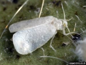 Identifying and Dealing with Whiteflies