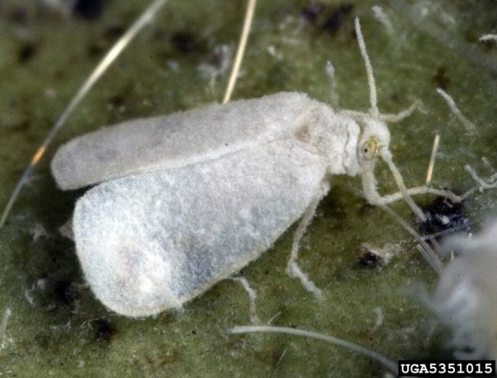 Identifying and Dealing with Whiteflies