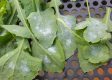Identifying and Dealing with Whiteflies