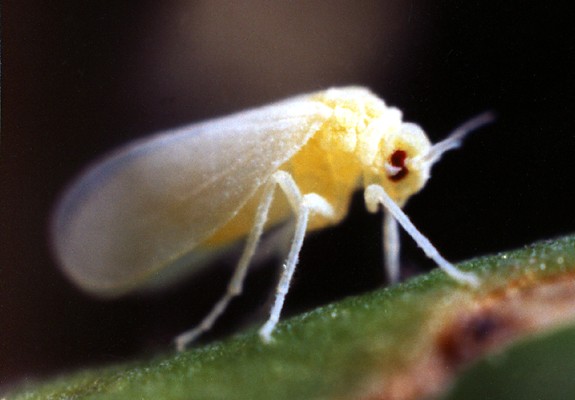 Identifying and Dealing with Whiteflies