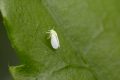 Identifying and Dealing with Whiteflies