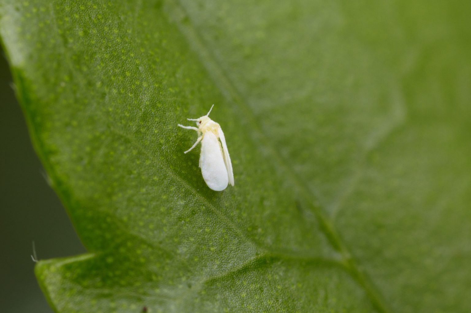 Identifying and Dealing with Whiteflies