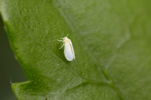 Identifying and Dealing with Whiteflies