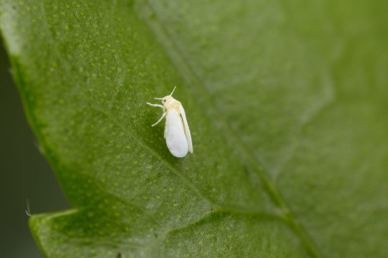 Identifying and Dealing with Whiteflies