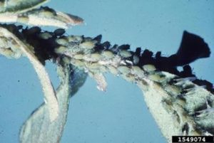 Aphid types, damage, and effective control methods