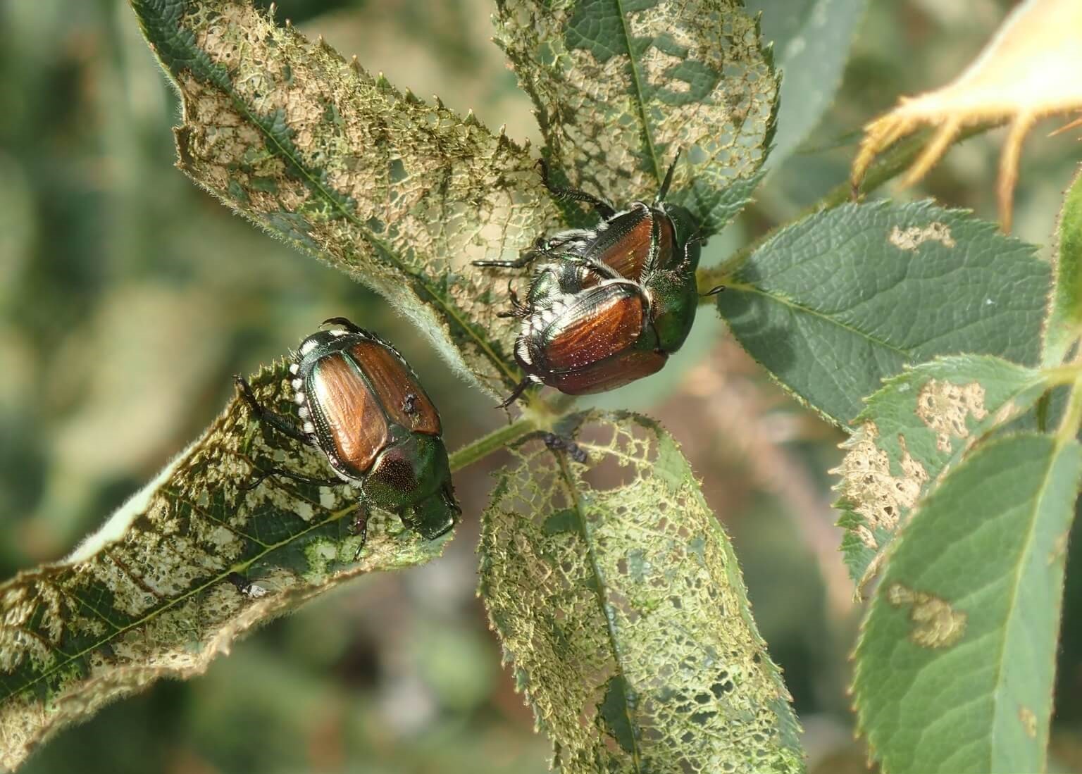 How to identify and control Japanese beetles: Spotlight on Canada