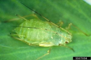 Aphid types, damage, and effective control methods