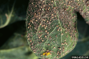 Aphid types, damage, and effective control methods