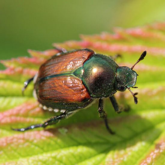 How to identify and control Japanese beetles: Spotlight on Canada