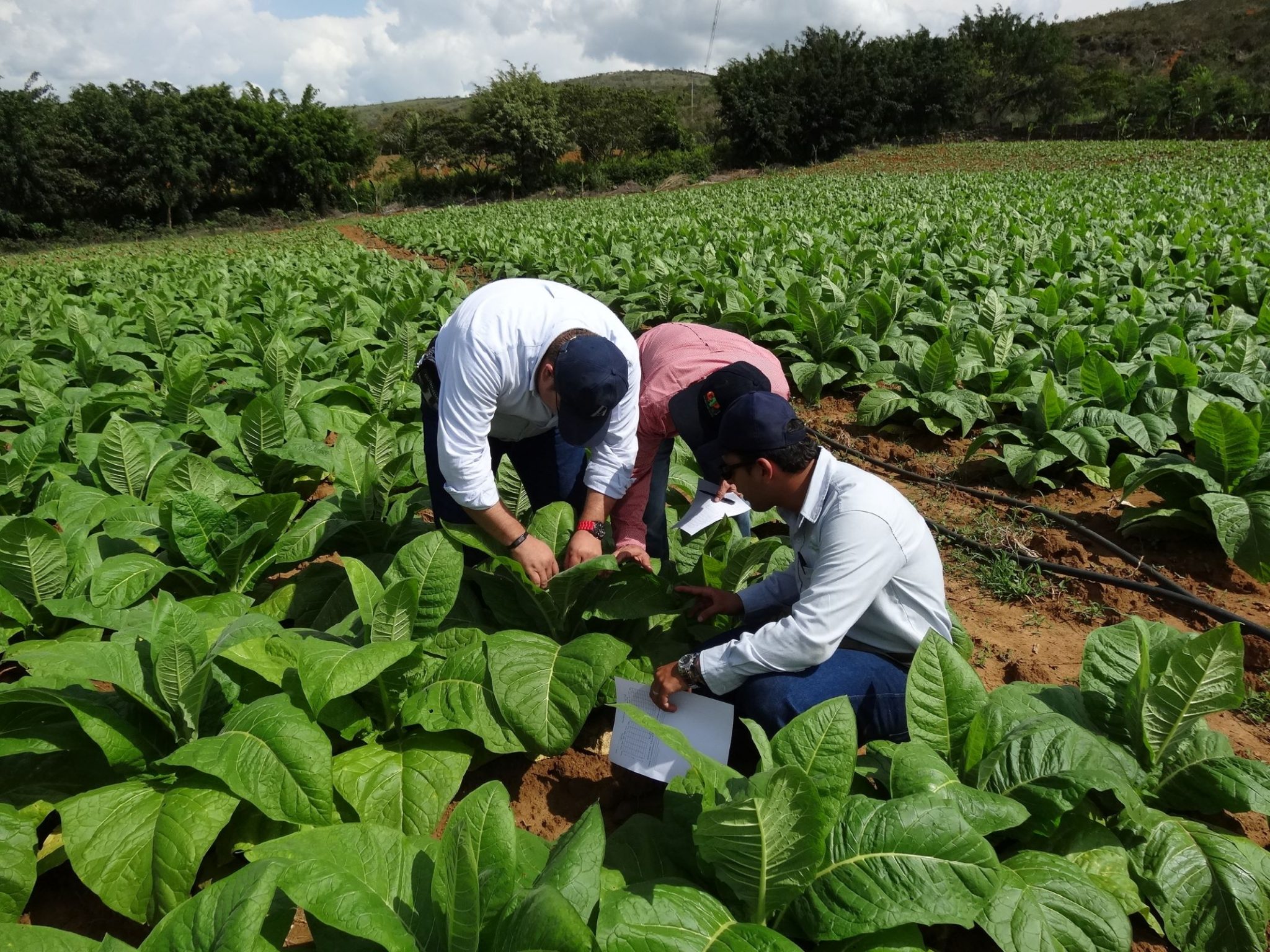Guía para principiantes sobre biopesticidas microbianos | Portal de ...