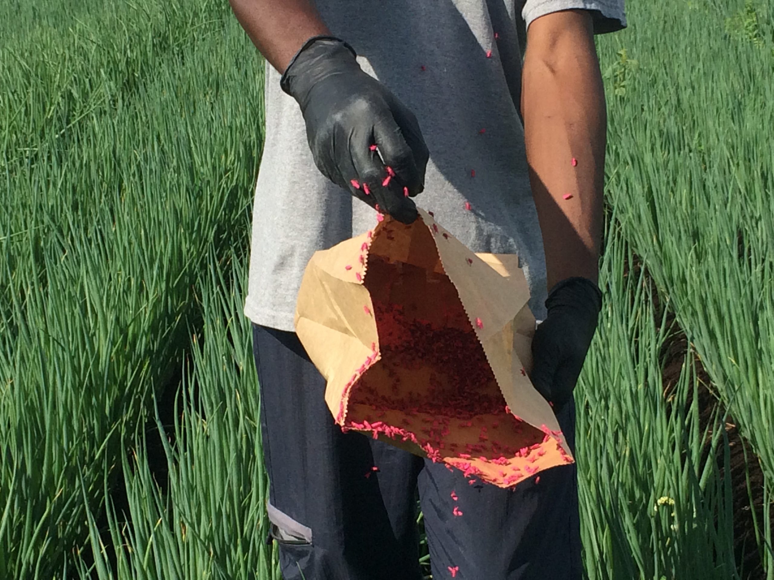 Sterile insect technique: Controlling pests with precision | CABI BPP