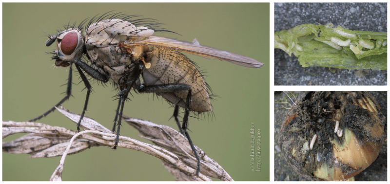 Sterile insect technique: Controlling pests with precision