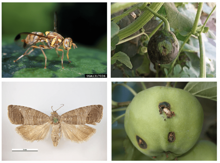 Sterile insect technique: Controlling pests with precision | CABI BPP