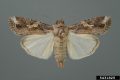 Protect your crops: Fall armyworm identification and management