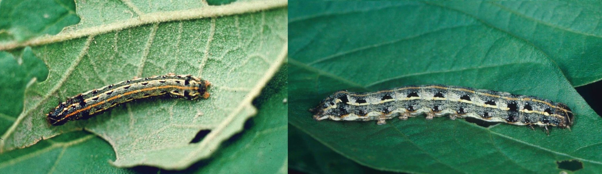Discover how to identify and control Spodoptera litura infestation