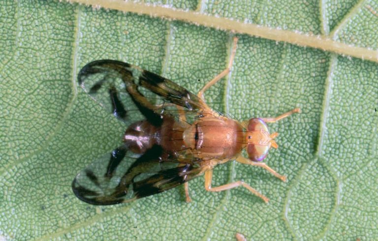 Understanding fruit flies: Identifying types, preventing damage, and ...