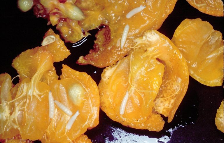 Comprendre les mouches à fruits : identifier les types, prévenir les ...