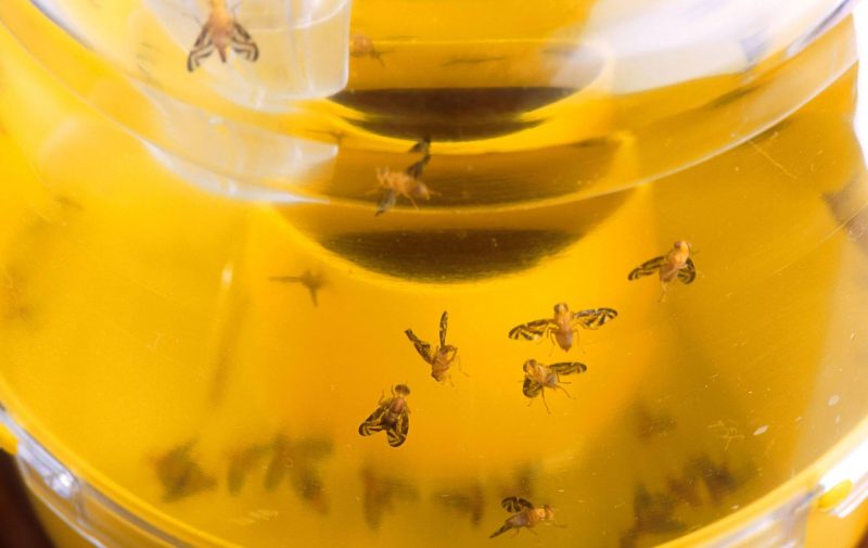 Understanding fruit flies: Identifying types, preventing damage, and ...