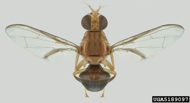 Understanding fruit flies: Identifying types, preventing damage, and ...