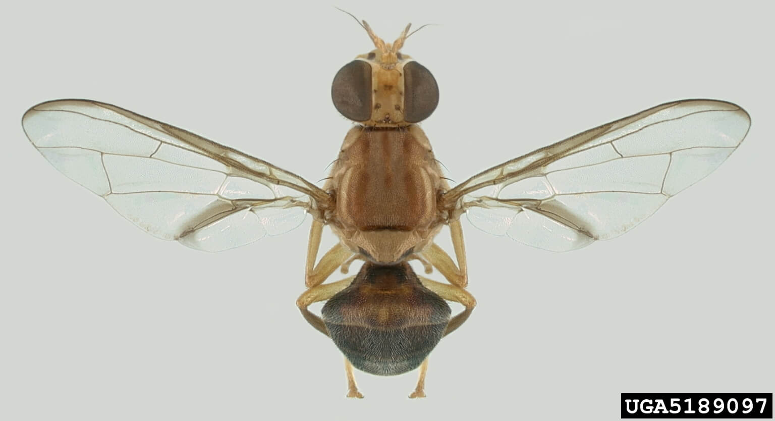 Understanding fruit flies: Identifying types, preventing damage, and ...